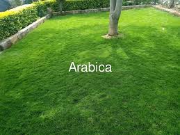 ARABICA GRASS-90KG Sack – Japur Store