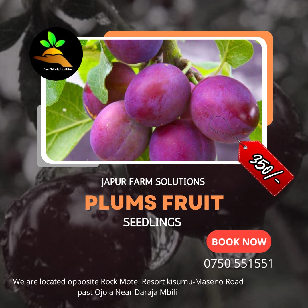 PLUMS SEEDLINGS – Japur Store