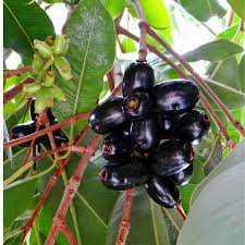 JAVA PLUMS SEEDLINGS – Japur Store
