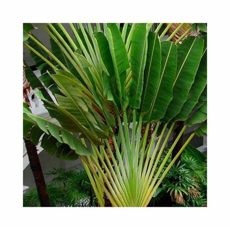 TRAVELLERS PALM|TREE SEEDLINGS – Japur Store