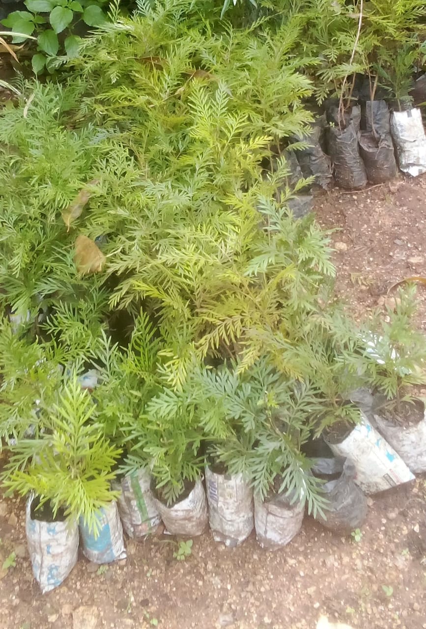 GRAVELLIA – Japur Store