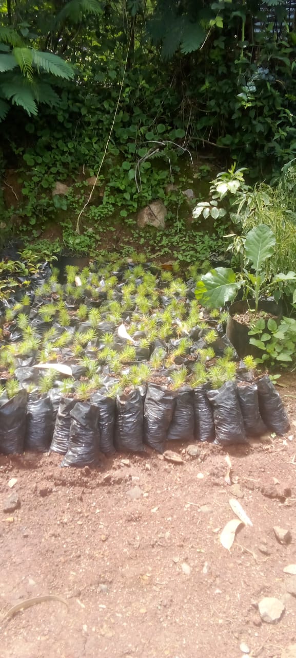 UBANI – Japur Store